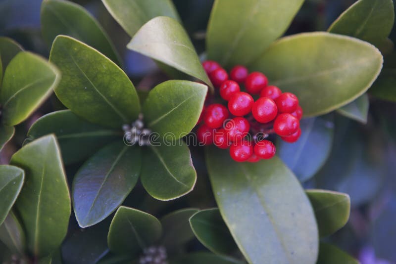 Red Berries on a Laurel stock image. Image of close, leaf - 84991795