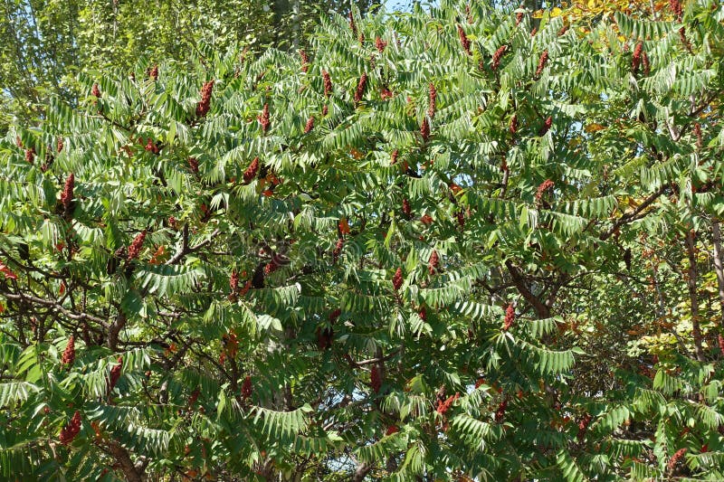 Red Berries in the Leafage of Rhus Typhina in September Stock Image ...