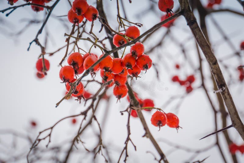 Red Berries on Leafless Branches Stock Photo - Image of winter ...