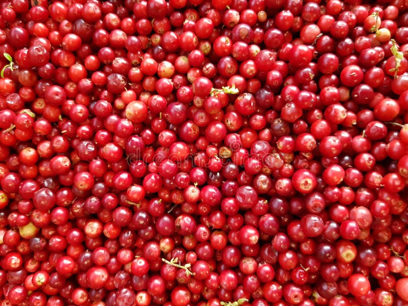 Red Berries of Lingonberry Lie on the Table Stock Photo - Image of ...