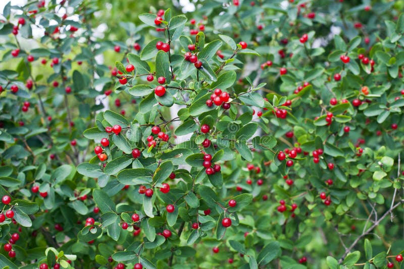 Red berries stock image. Image of plants, shrubs, leaves - 60487357