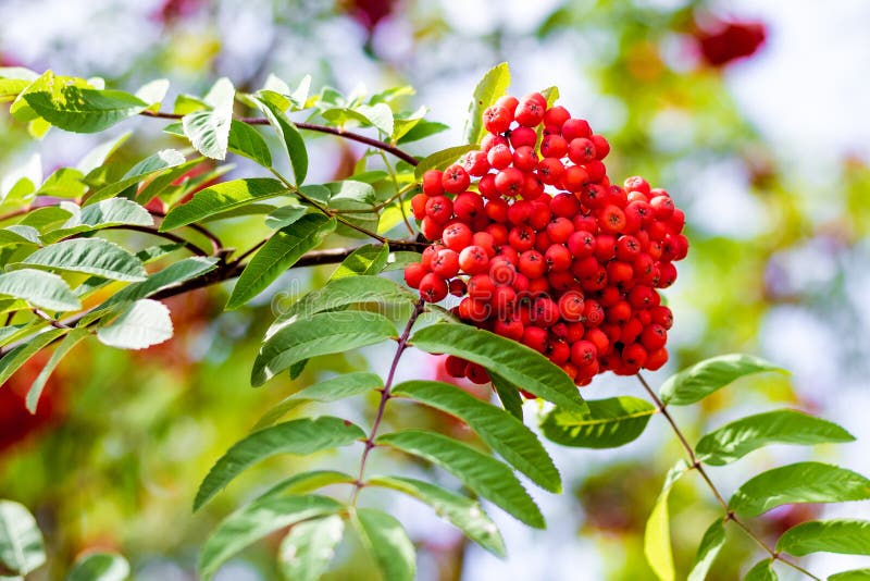 Red Berries of the Mountain Ash on the Branch of a Tree on a Sun Stock ...