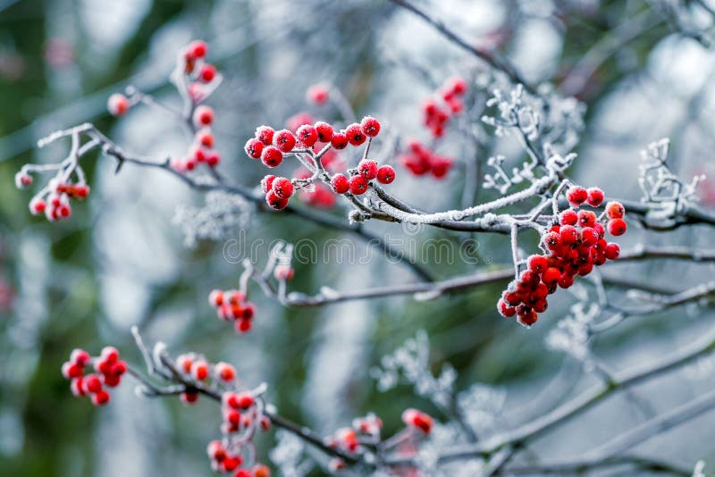 Red Berries of Mountain Ash in Winter on a Tree Stock Image - Image of ...