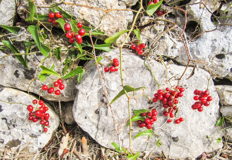 Red Berries on an Old Dry Stone Wall Stock Photo - Image of berrie ...