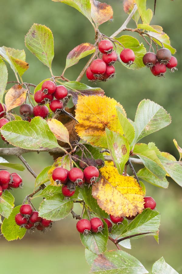 Red Berries of Ornamental Bush Stock Photo - Image of detail, fall ...