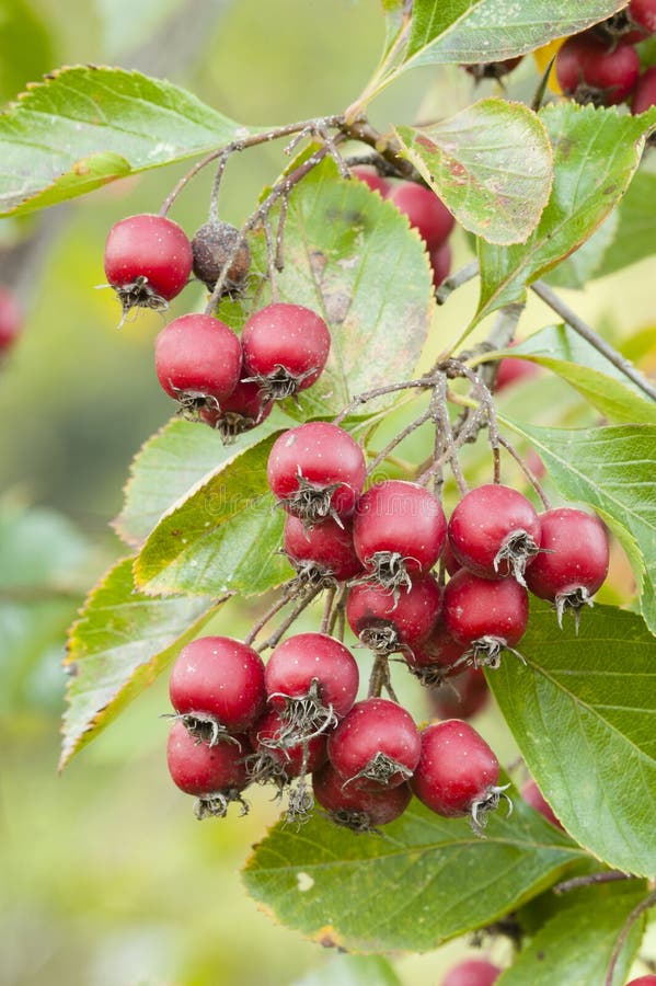 Red Berries of Ornamental Bush Stock Photo - Image of detail, fall ...