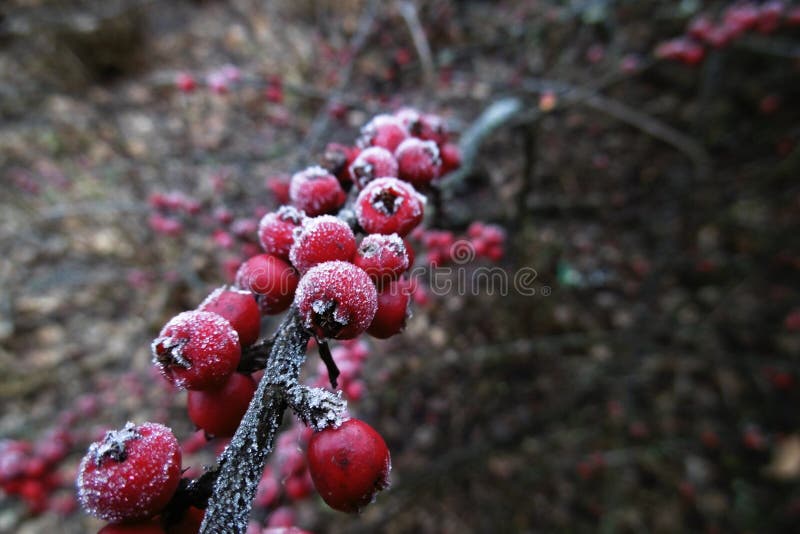 Red Berries of Ornamental Shrub in Winter with Frost Stock Photo ...