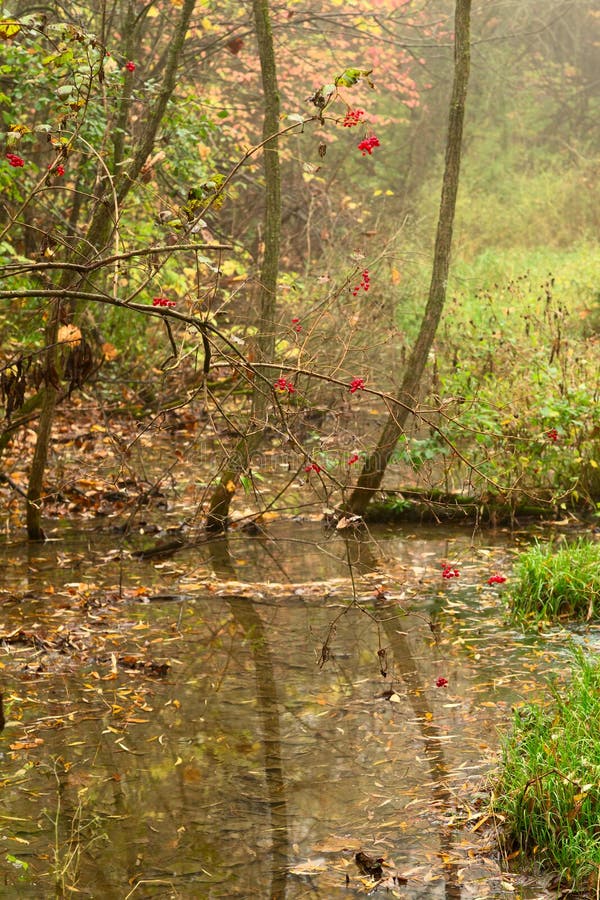 Red Berries Over Swamp stock image. Image of dark, swamp - 34763713