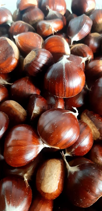 Red berries stock image. Image of nutritional, berries - 258678107
