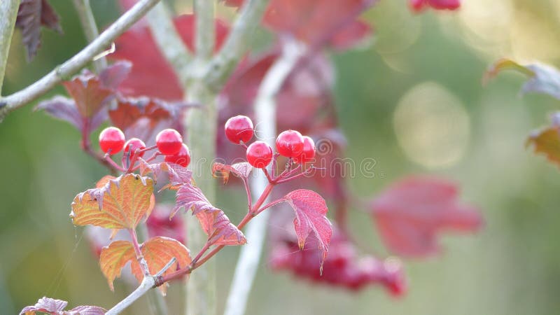 Red Berries Plant stock photo. Image of rusty, leaves - 45084004