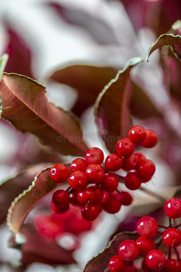 Red berries in autumn stock image. Image of china, plants - 263143465