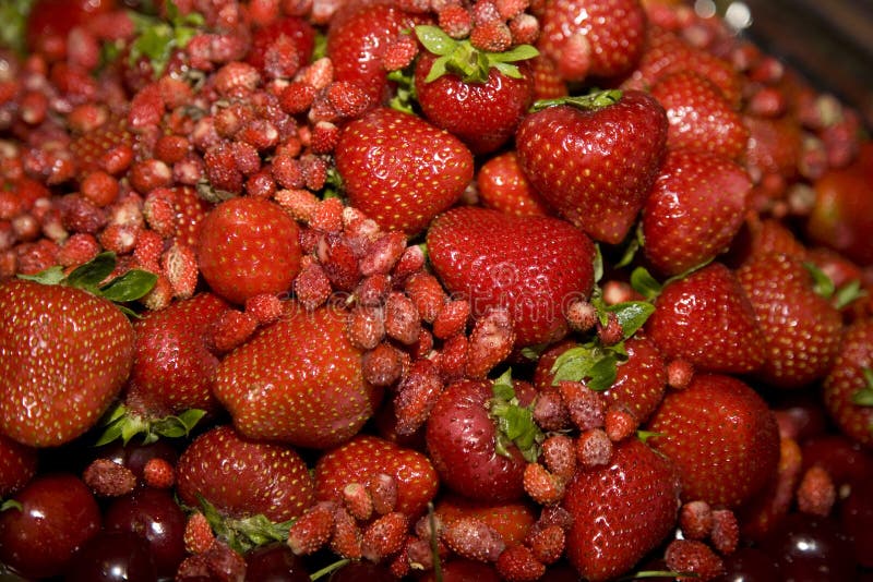 Red berries stock image. Image of wild, berry, natural - 30450783