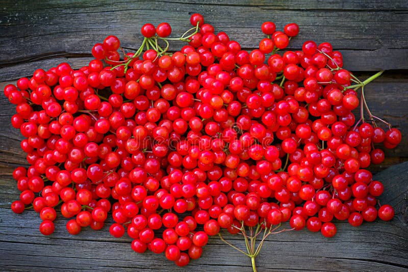 The Berries of the Potassium Hang in Bunches on the Branches in the ...