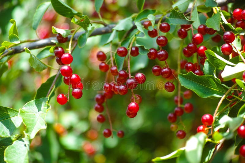Red Berries of Prunus Padus (bird Cherry, Hackberry, Hagberry or Mayday ...