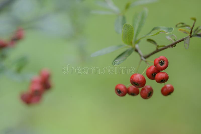 Red Berries of Pyracantha (firethorn) Stock Image - Image of life ...