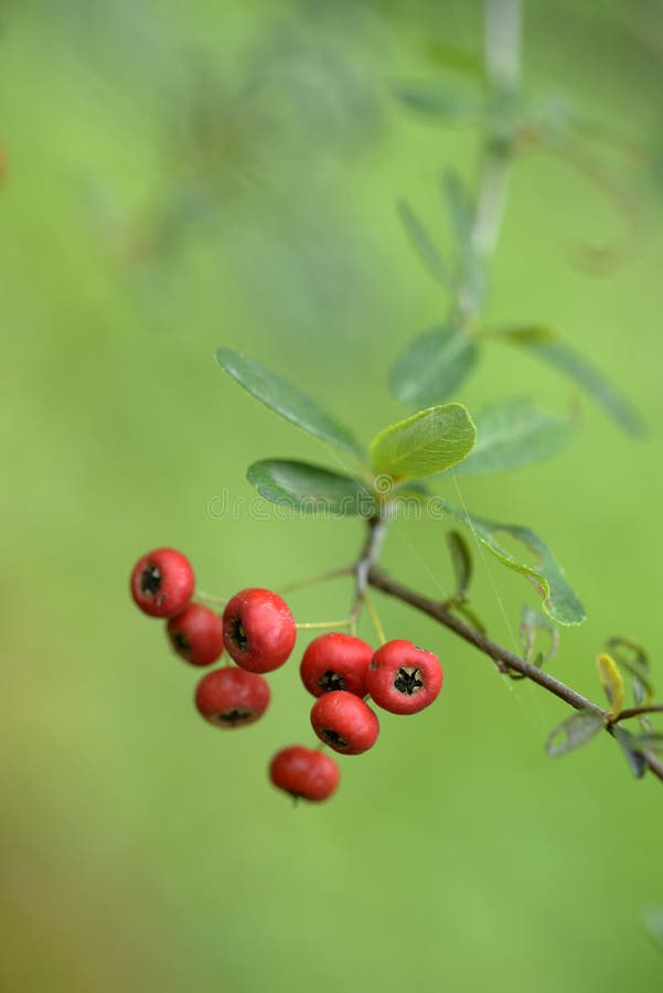 Red Berries of Pyracantha (firethorn) Stock Photo - Image of cluster ...