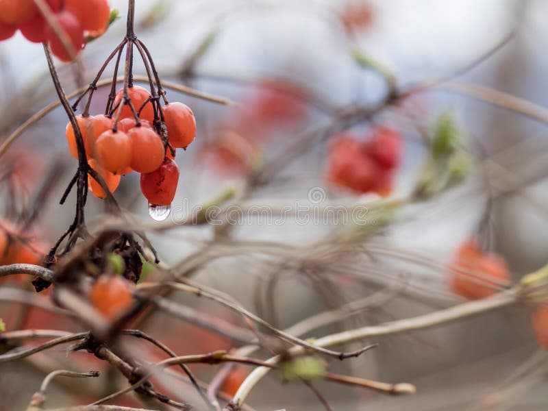 Red berries in rain stock photo. Image of green, colorful - 39997180