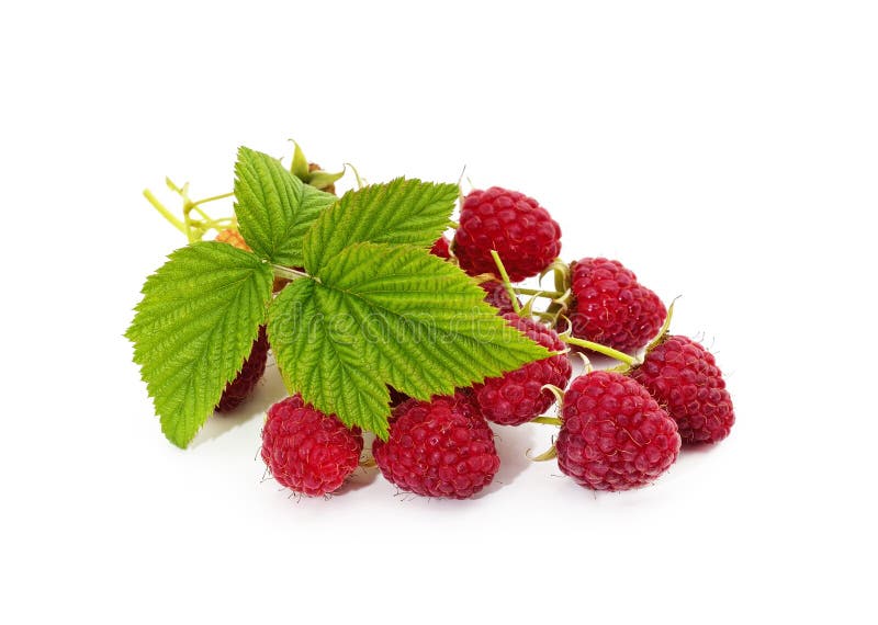 Red berries raspberries stock photo. Image of raspberry - 140907476