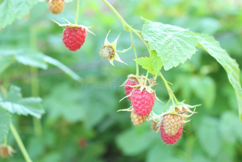 Red berries of raspberry stock photo. Image of vitamins - 32014904