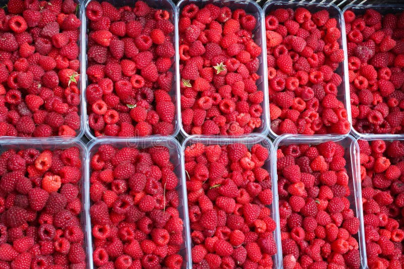 Red berries of raspberry stock image. Image of fruit - 32714265