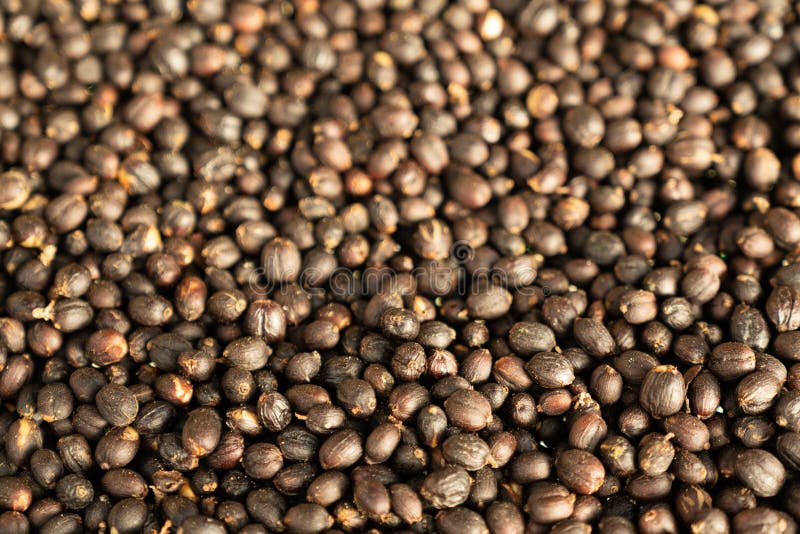 Red Berries Raw Coffee Beans with Shell in Dry Process in Tray ...
