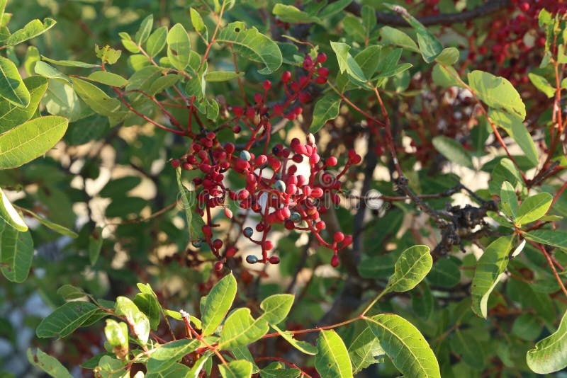 Red Berries Ripen on Branches of Shrubs Stock Photo - Image of daylight ...