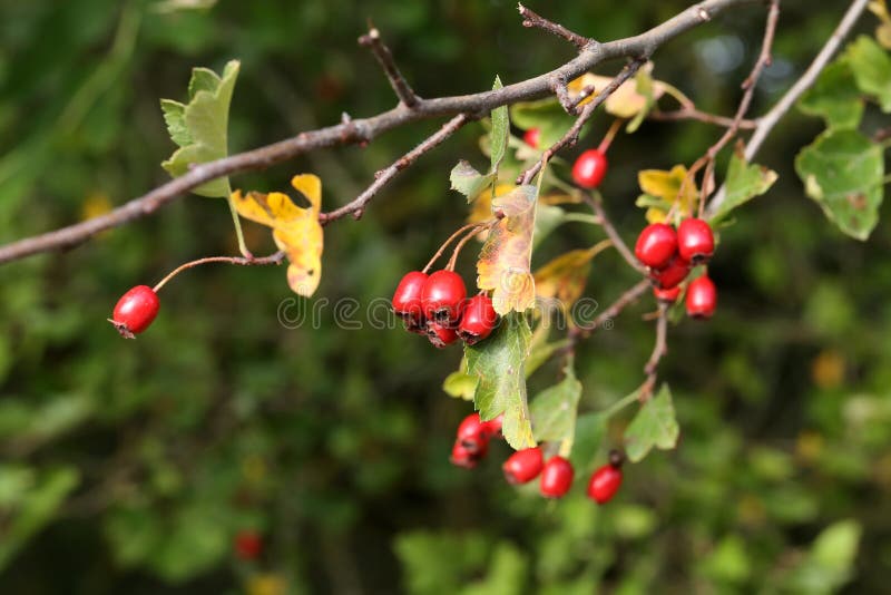 Red Berries Ripen on Bushes in the Forest Stock Photo - Image of ...