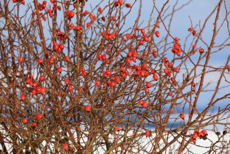 Red Berries of Rose Bush in Winter Stock Photo - Image of rose, cold ...