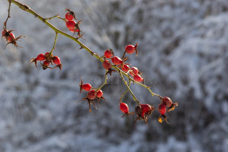 The Red Berries of a Rose-hip in the Winter in Snow Stock Photo - Image ...