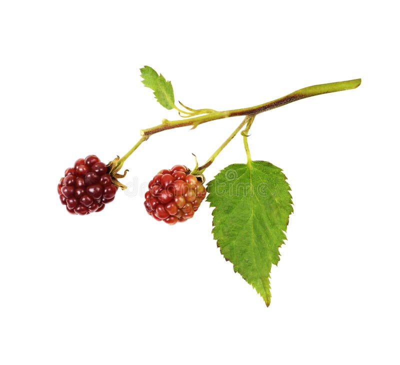 Red Berries of Rubus Wild Raspberry with Green Leaves Isolated Stock ...