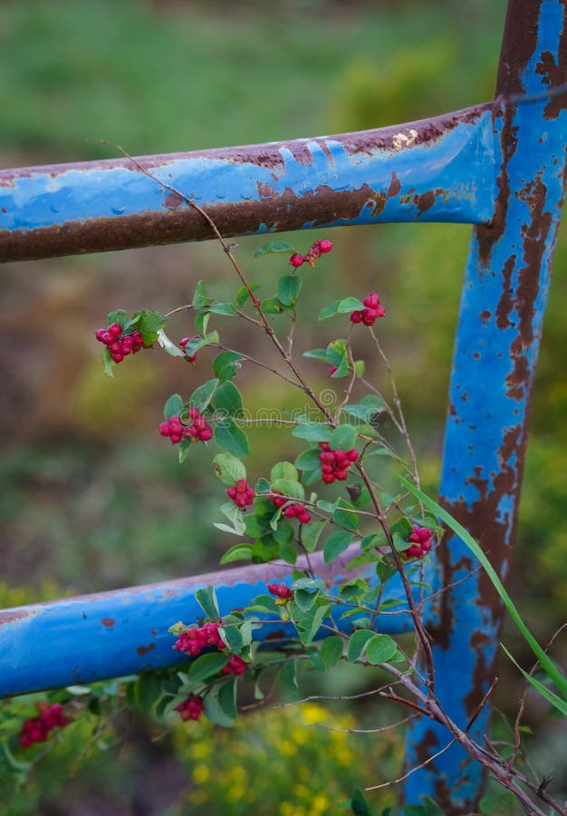 Red Berries and a Rusted Blue Gate Stock Image - Image of fall, green ...