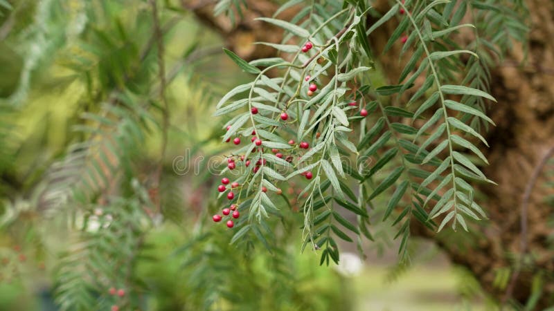 Red Berries of Schinus Molle Tree in Beautiful Botanical Garden Stock ...