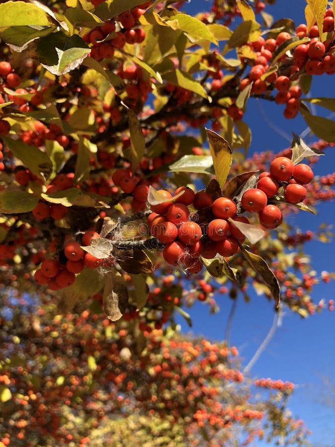 Red Berries/seeds on Tree. Fall Color Change Stock Image - Image of ...