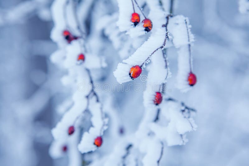 Red berries in the snow stock image. Image of plant - 108221619