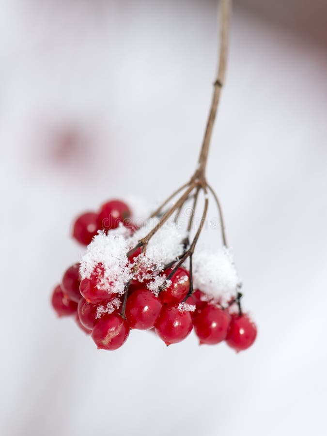 Red Berries in the Snow with Frost Stock Photo - Image of frost ...