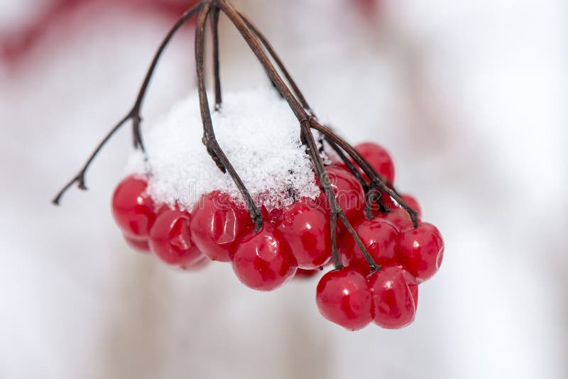 Red Berries in the Snow with Frost Stock Image - Image of close ...