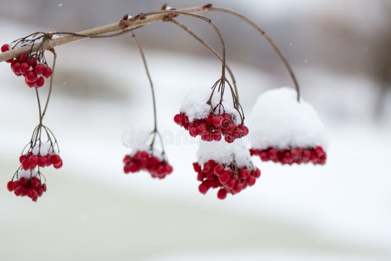 Red Berries in the Snow with Frost Stock Photo - Image of cold, color ...