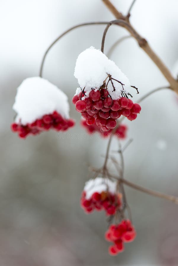 Red Berries in the Snow with Frost Stock Image - Image of design, frost ...