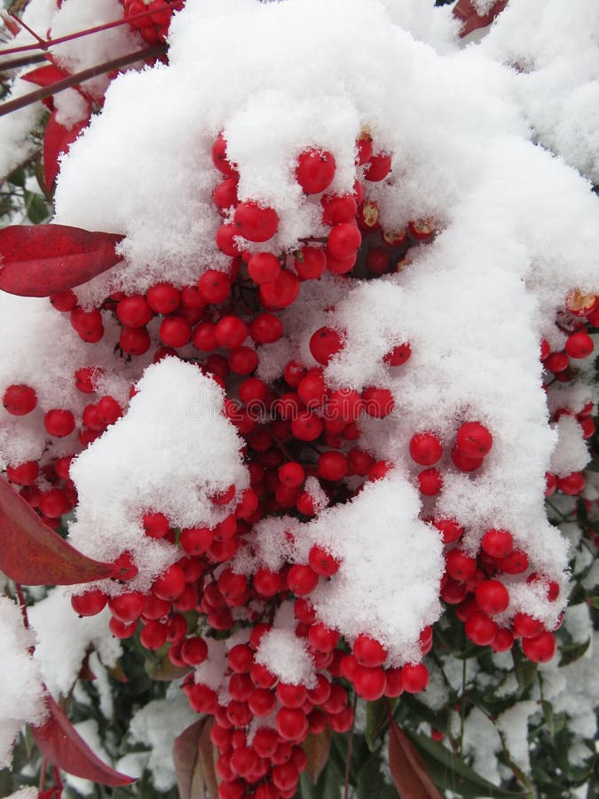 Red berries in the snow stock photo. Image of berries - 109682028