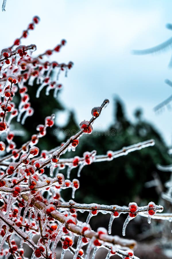 Red Berries in the Snow after Rain and Snow Stock Image - Image of ...