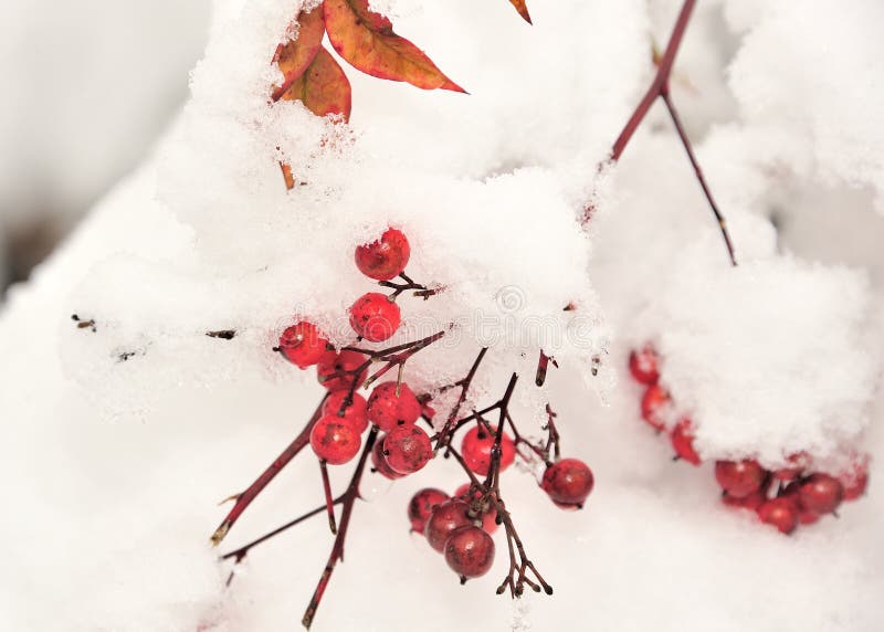 Red Berries in the snow stock photo. Image of winter - 50753370