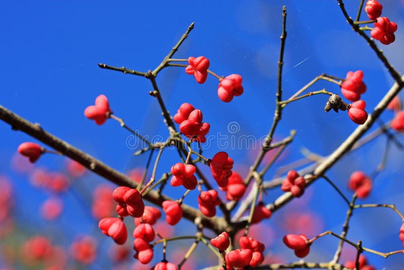 Spindle Tree stock photo. Image of shrub, spindle, seeds - 30269720