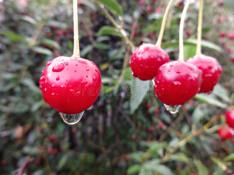 Red Berries, Sprigs of Cherries Stock Photo - Image of natural, rain ...