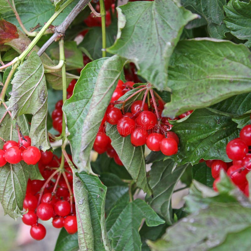 Red Berries on a Tree in Autumn Stock Photo - Image of country ...