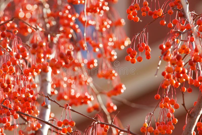 Red berries on a tree stock photo. Image of snow, plant - 261931092