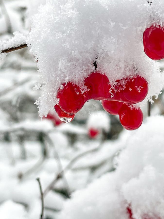 Red Berries on Tree Branches Under a White Cover of Snow in Winter ...