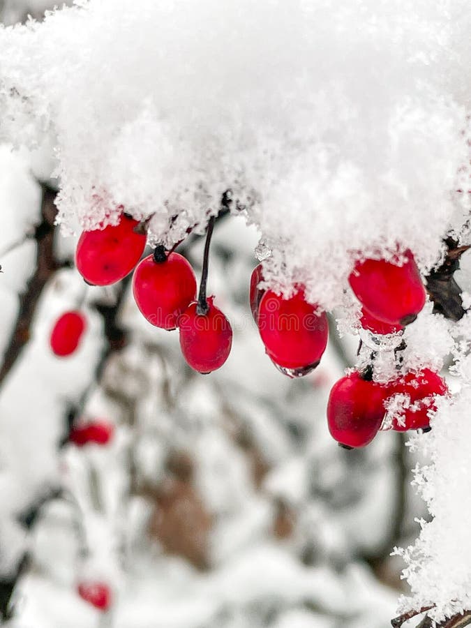 Red Berries on Tree Branches Under a White Cover of Snow in Winter ...