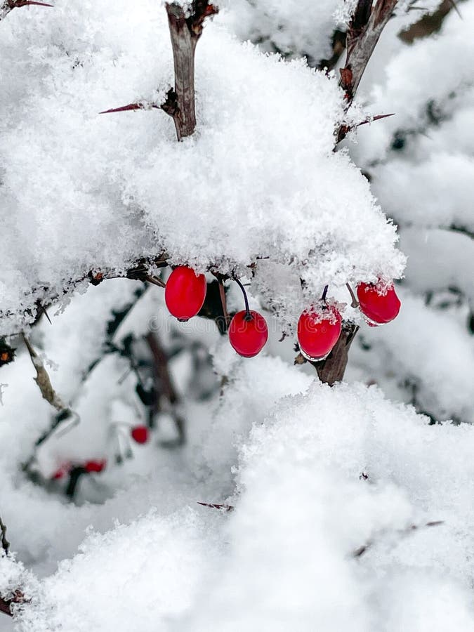 Red Berries on Tree Branches Under a White Cover of Snow in Winter ...