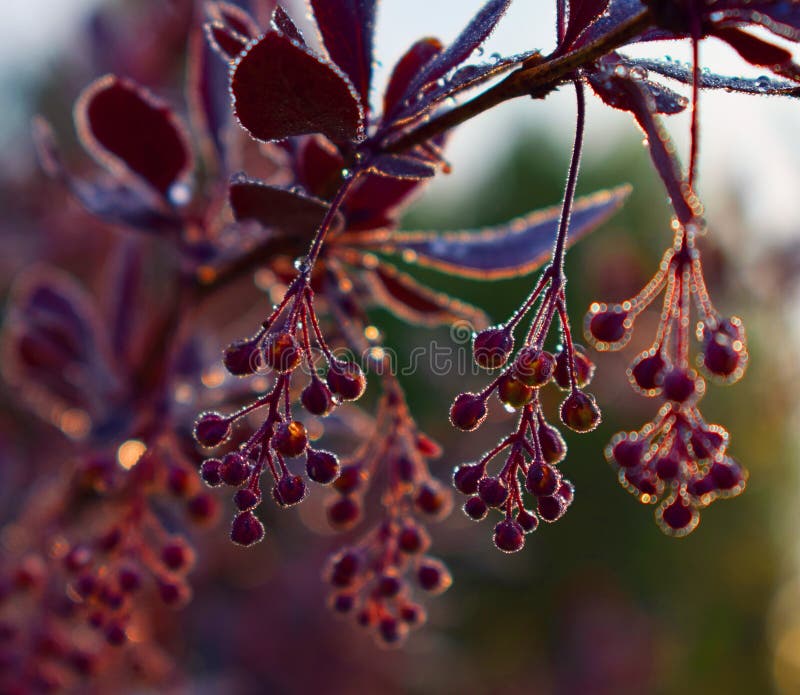 Red Berries on Tree Branches and Water Drops in Winter Forest Stock ...