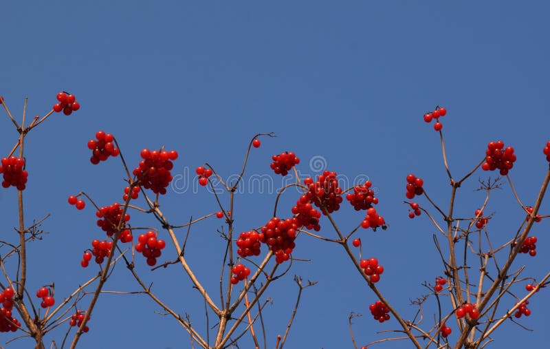 Red Berries on Tree Branches in Winter Forest on Blue Sky Background ...